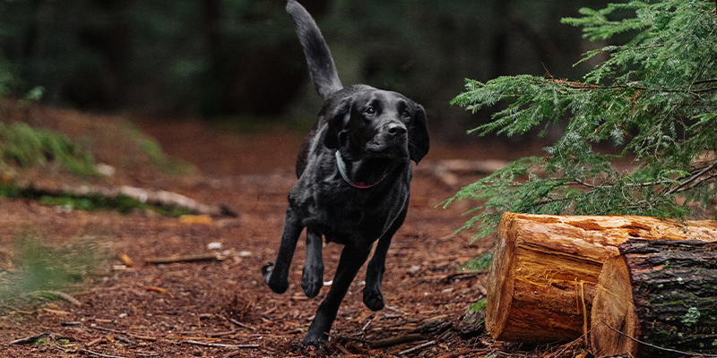 North Hound Life Featured in BayToday: Why Canadian Pet Parents Are Tu