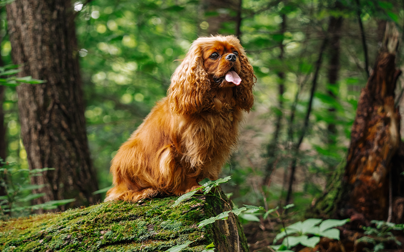 Proudly Canadian: Natural Dog Supplements Made with Canadian Ingredien ...