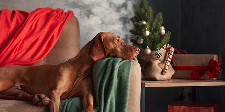 The Four Must-Have North Hound Life Supplements for Your Dog This Holi