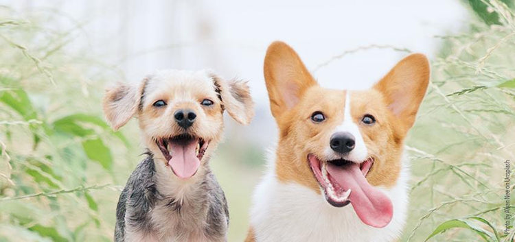 Hot dogs (Heat & doggos) – North Hound Life