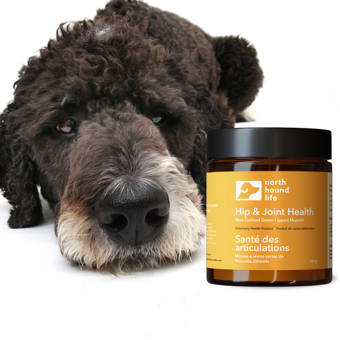 Collagen for Dogs: Benefits and What Pet Parents Need – North Hound Life